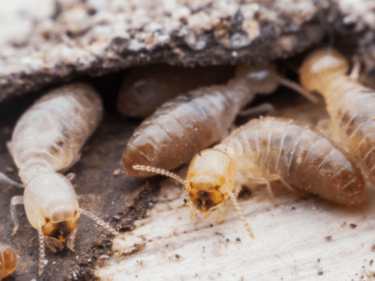 Termite Size Australia